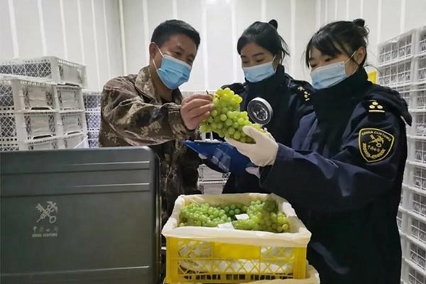 Phytosanitary Requirements for Imported Fresh Grapes from Uzbekistan ...